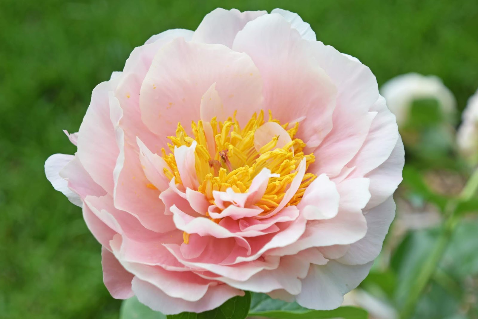 Southern Peony: 2019 Peony Blooms Week 4 Mid