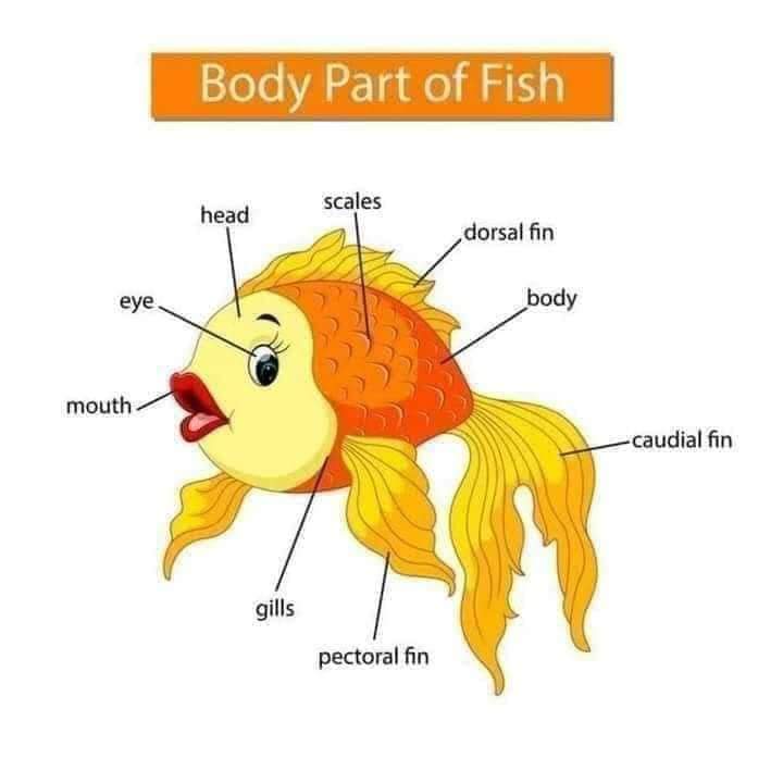 Free PDF Download Body Parts Of Animals Flashcards Little Hands Learnings free-pdf-download-body-parts-of-animals-flashcards-little-hands-learnings