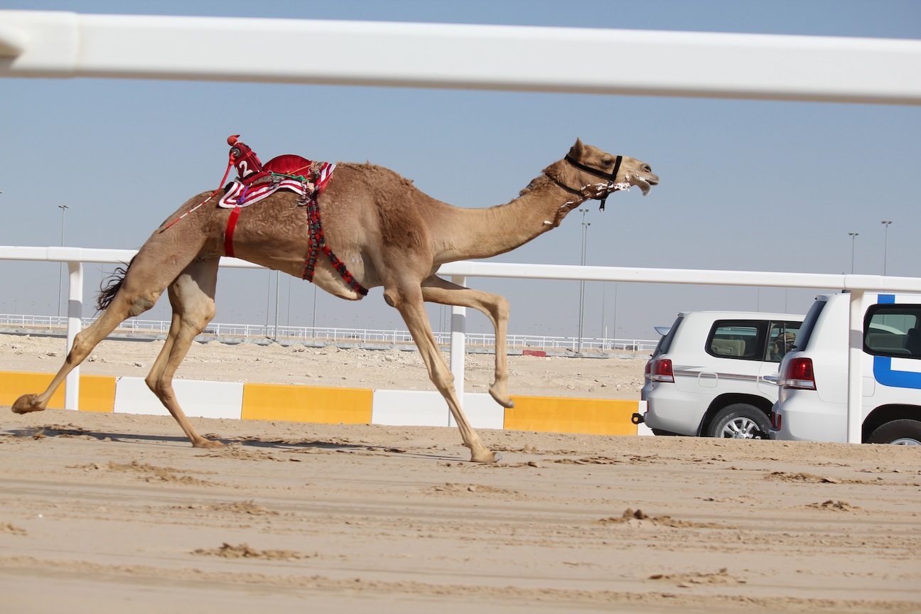 The Sartain Family: Camel Races