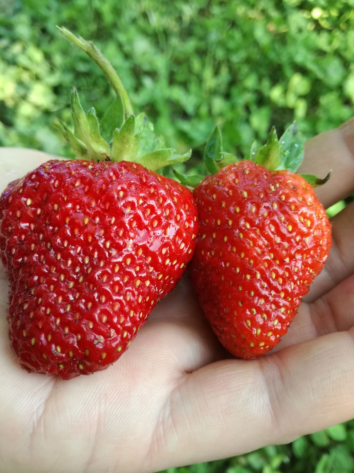 cele patru anotimpuri: Căpşuni (din nou)