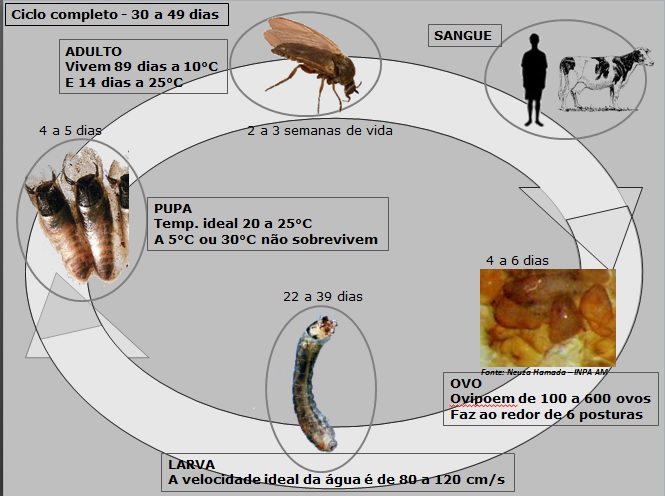 Gerenciamento de Sinantrópicos: GERENCIAMENTO DE BORRACHUDOS