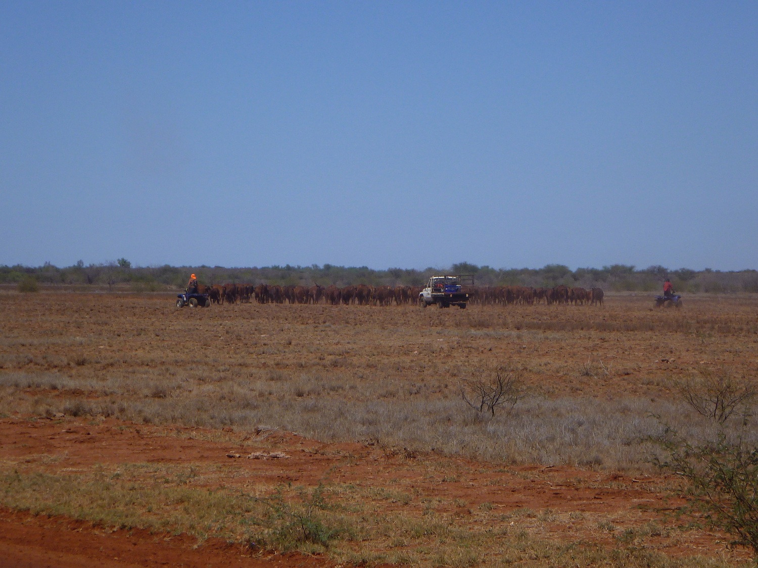 Steve and Dee's Australian tour: Muster -Minderoo Station. Onslow.