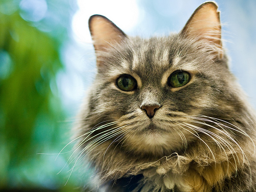 Diabetic Cat Food diabetic-cat-food