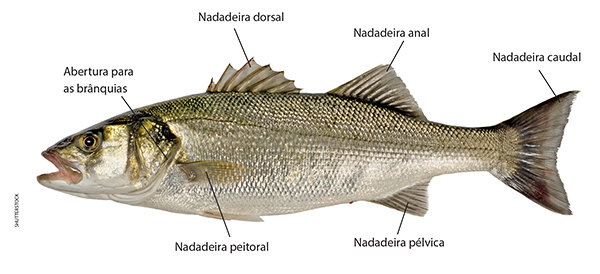 BIOLOGIA PARA A VIDA : COMPARAÇÃO ENTRE PEIXES CONDRÍCTES E OSTEÍCTES