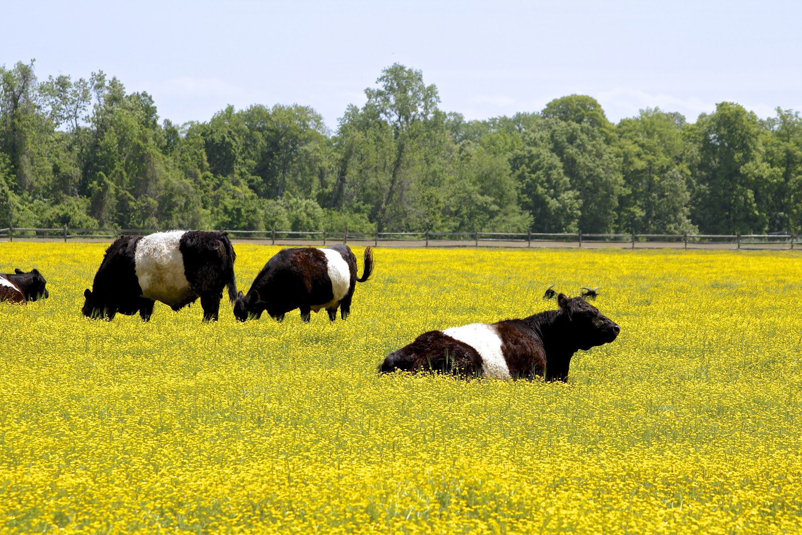 figs flowers food: DESIGNER COWS