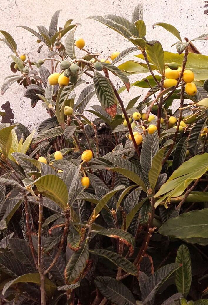 Oleander: Japanische Mispel (Eriobotrya japonica) von der Jungpflanze ...