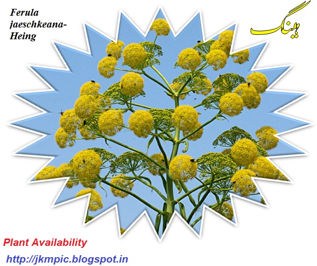 Jammu and Kashmir Medicinal Plants Introduction Centre: Ferula ...