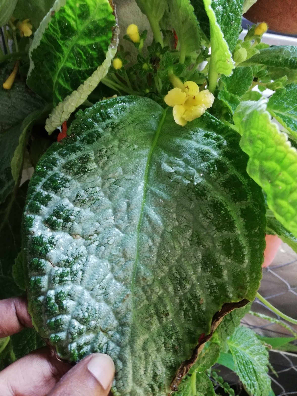Garden Chronicles of James David: 27 Different Episcia Varieties ...
