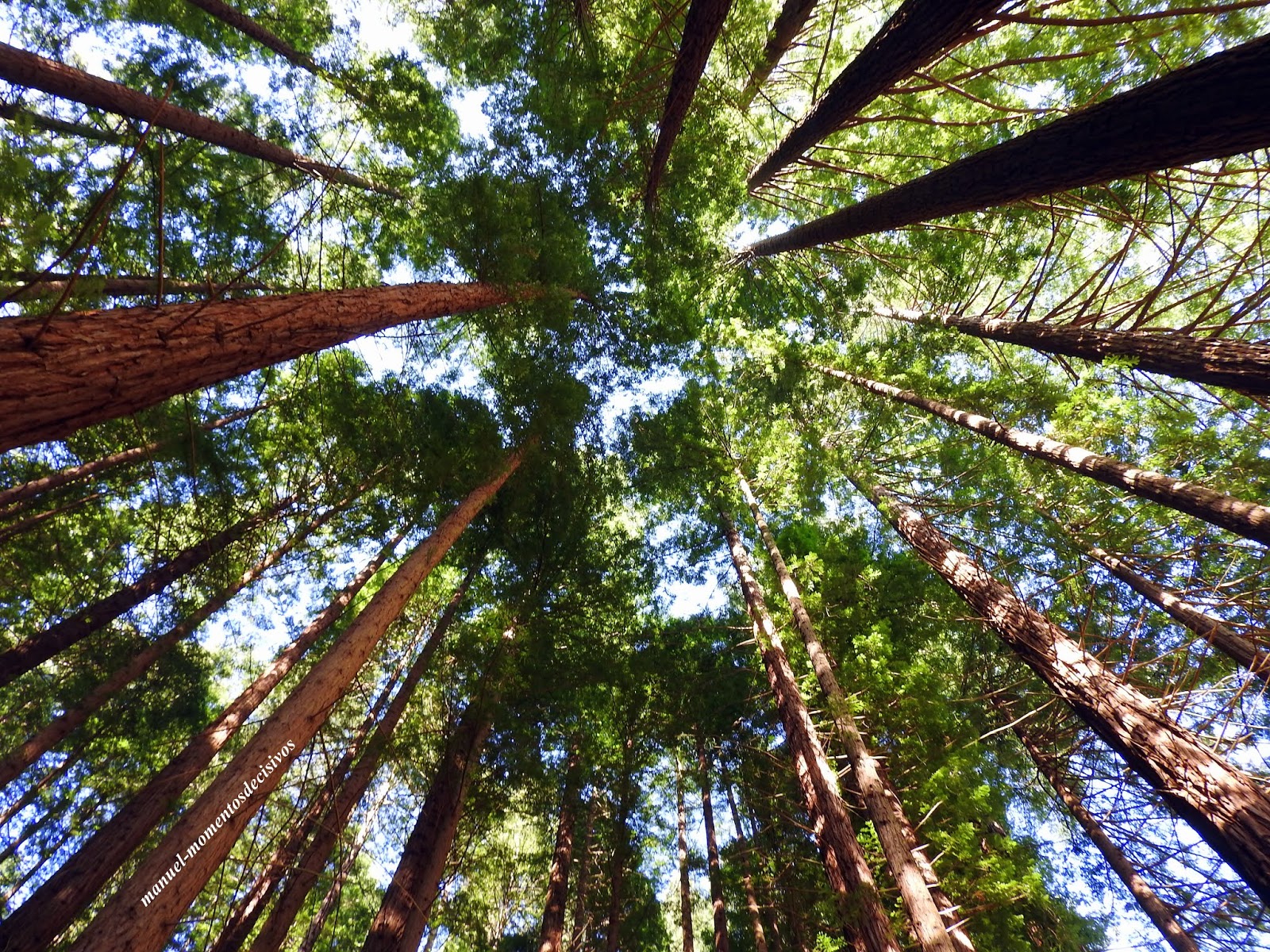 MOMENTOS DECISIVOS: BOSQUE DE SECUOYAS, CABEZÓN DE LA SAL, CANTABRIA.