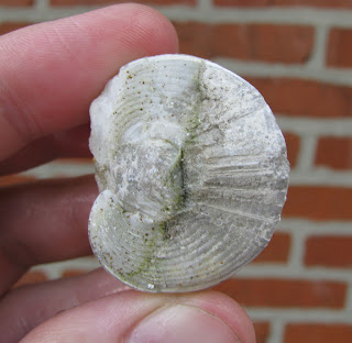 Views of the Mahantango: Rostroconch