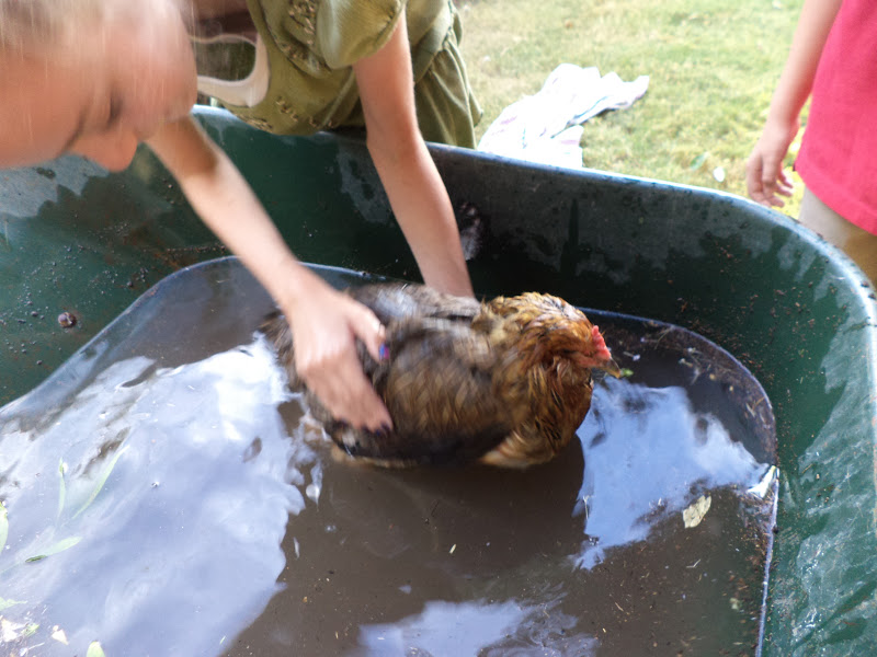 This Gal's Take On Things: Chicken washing