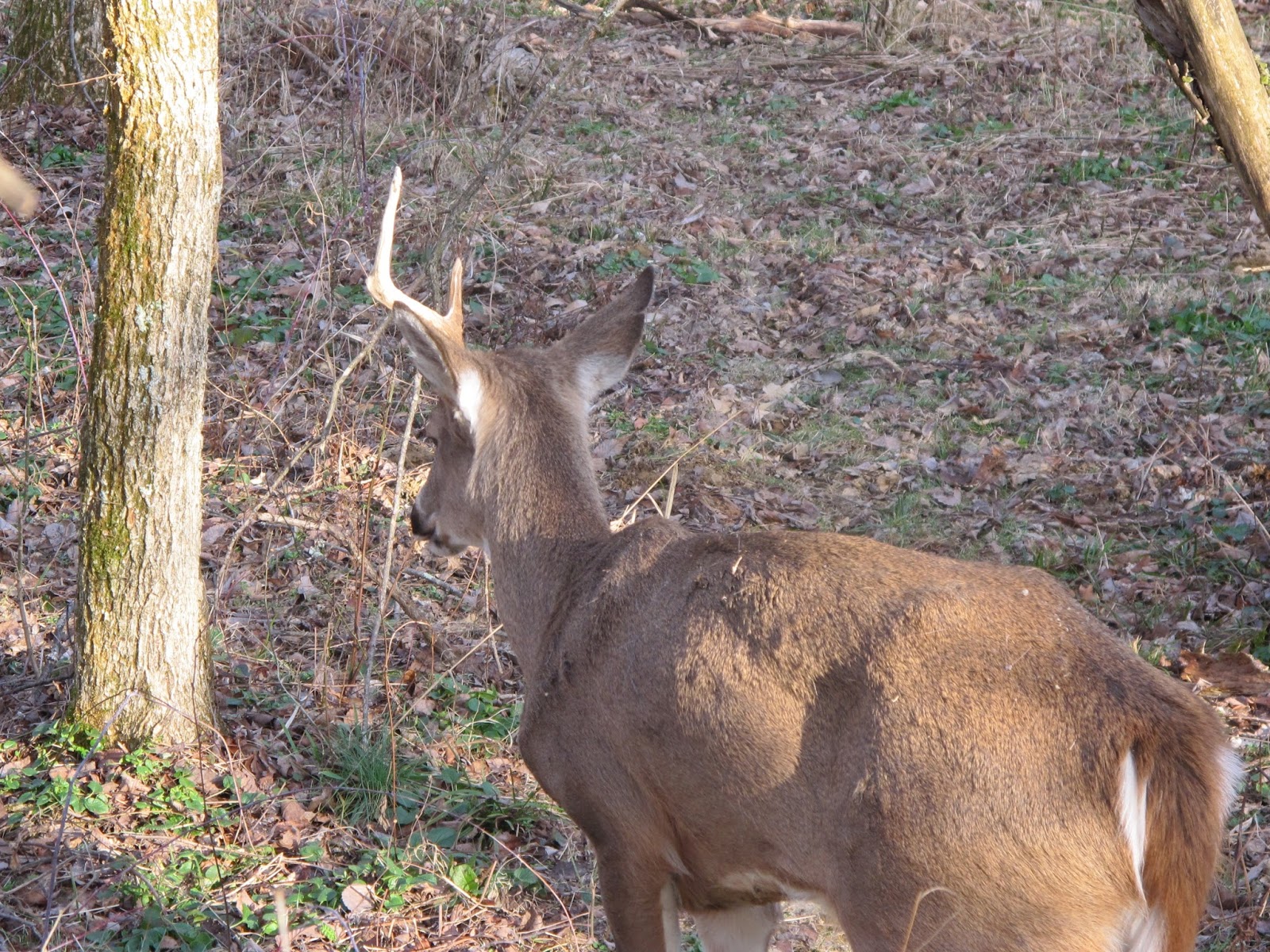 Blue Jay Barrens: Sick Deer