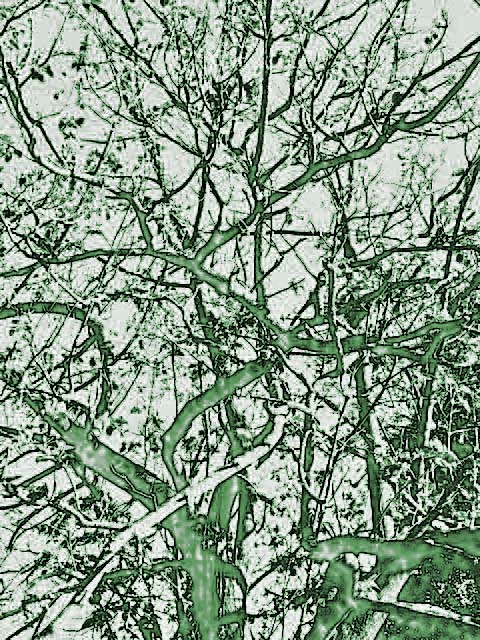 Tree with Twisted Branches - Green Sketch