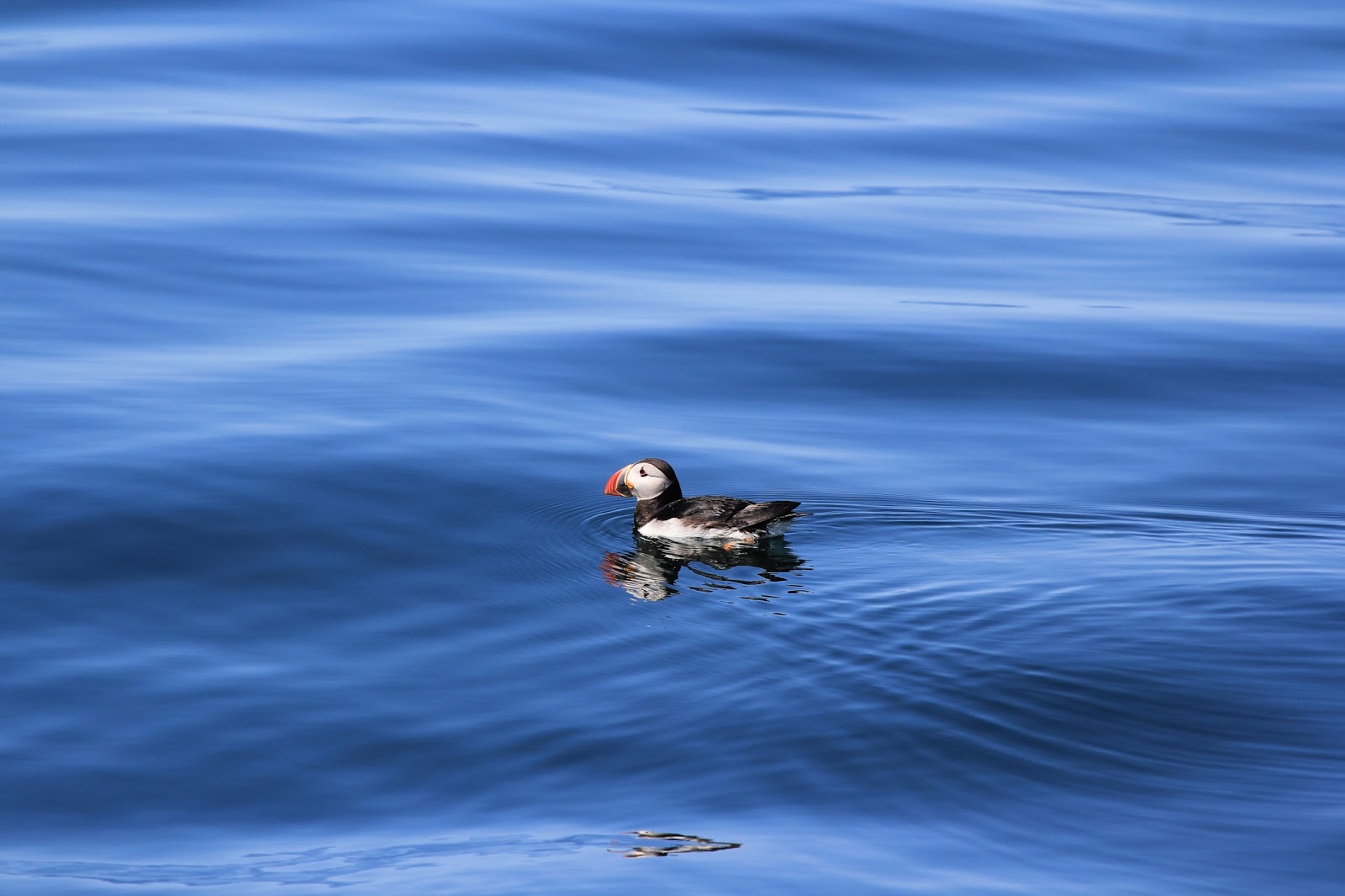 Askari Sailing: Puffin Soup on our way to MDI