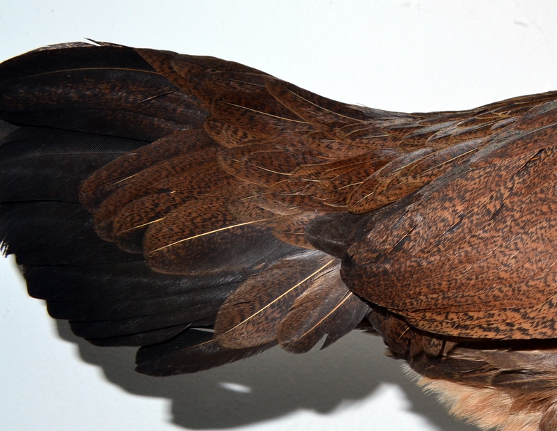 Origin of the Domestic Fowl