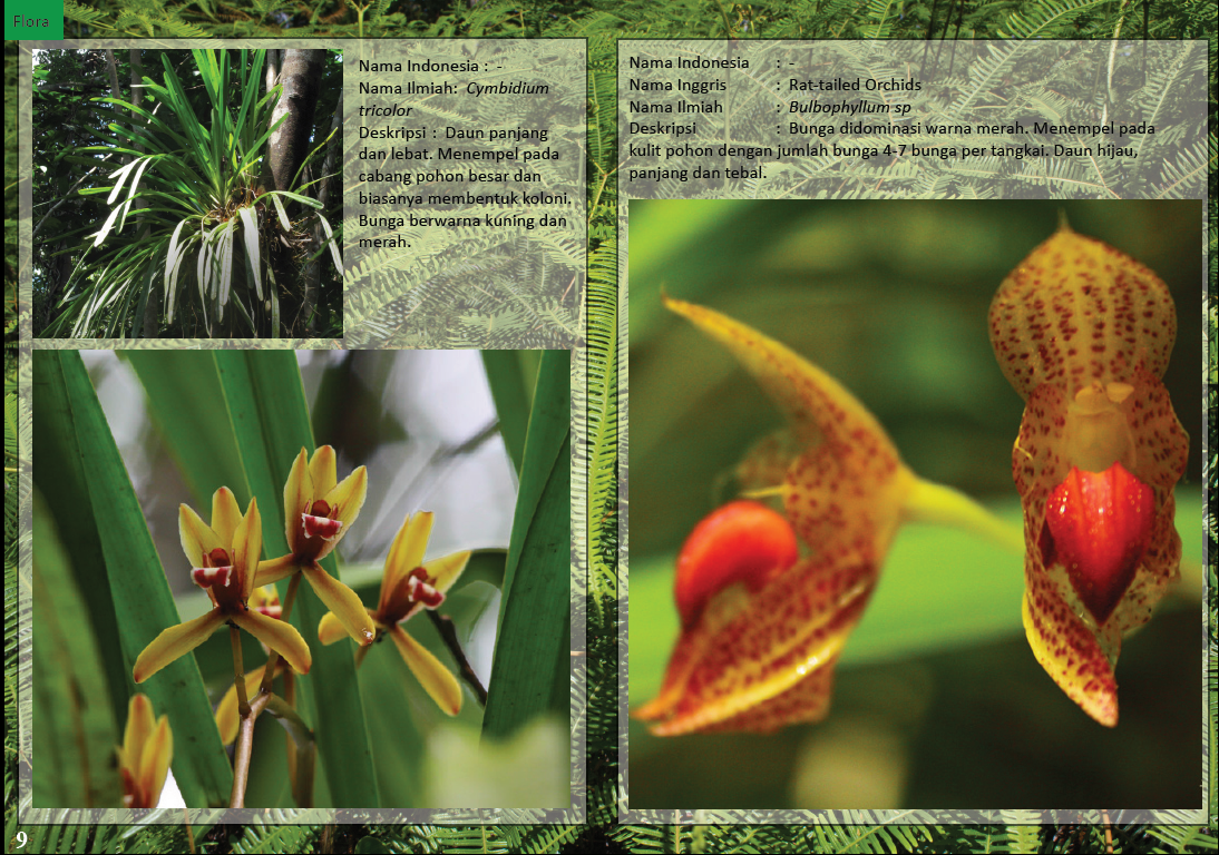 FLORA ~ Hutan Pelawan