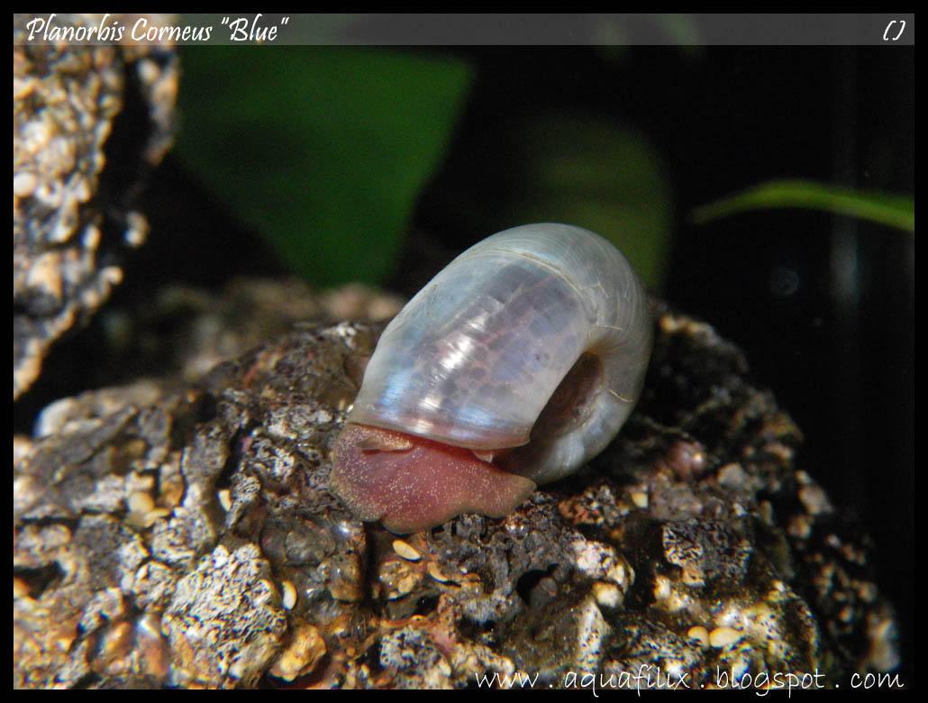 Aquafilix: Planorbis Corneus (Planorbarius Corneus)