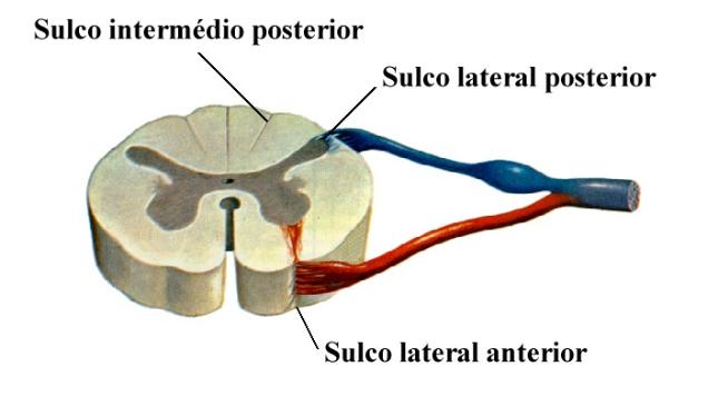 Plantando Ciência: Introdução à neuroanatomia: Medula Espinhal