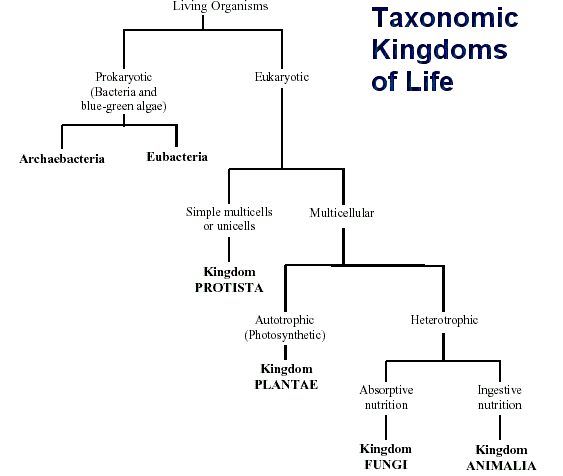 Numerical Taxonomy