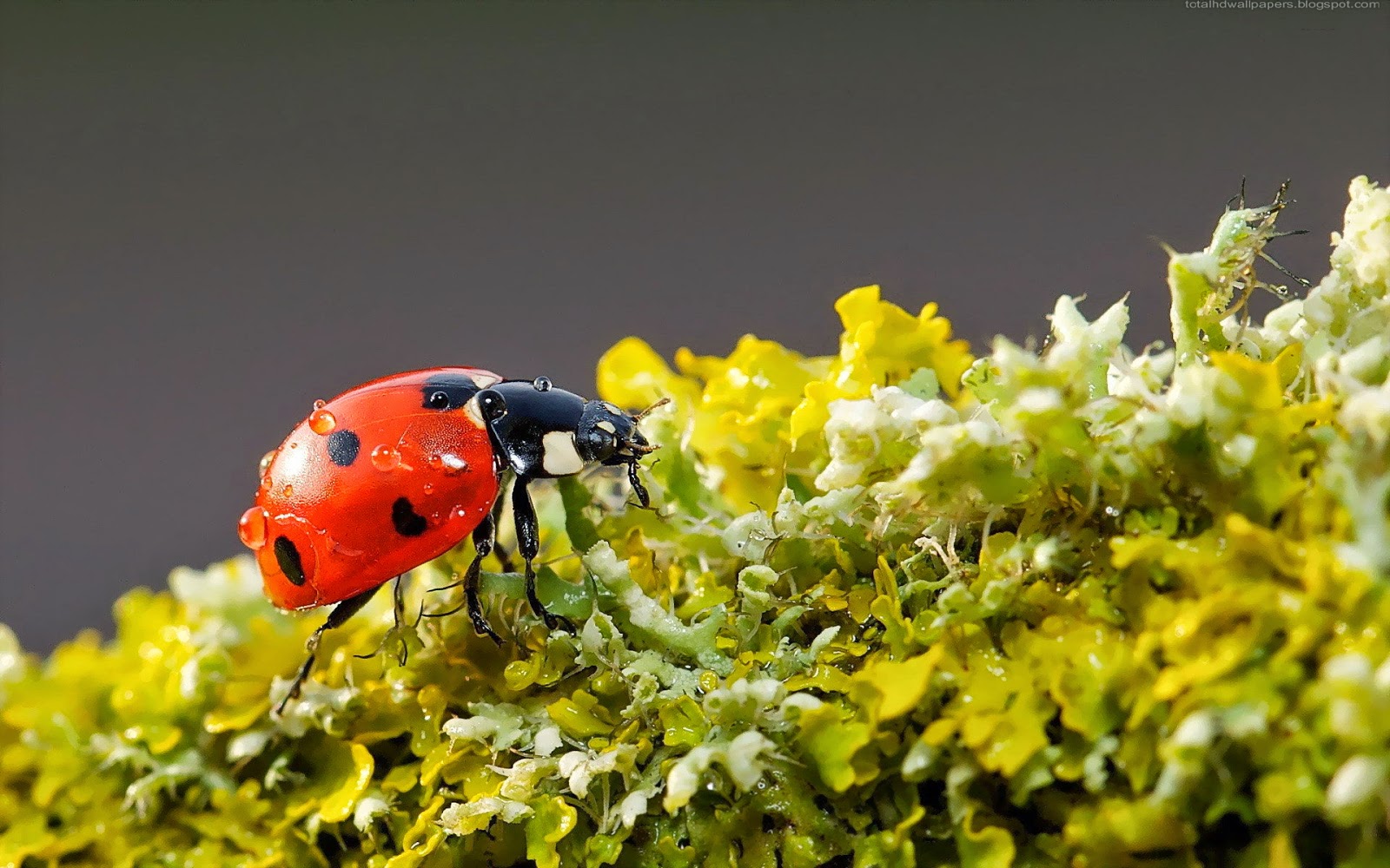 Beautiful Ladybugs Macro wallpapers