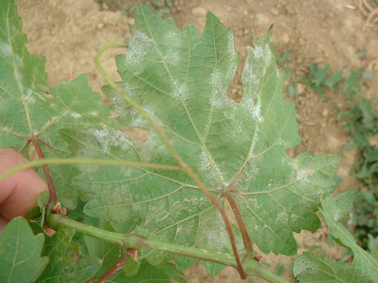 JARDIVIGNE: Savoir reconnaître le mildiou sur les feuilles de Vigne