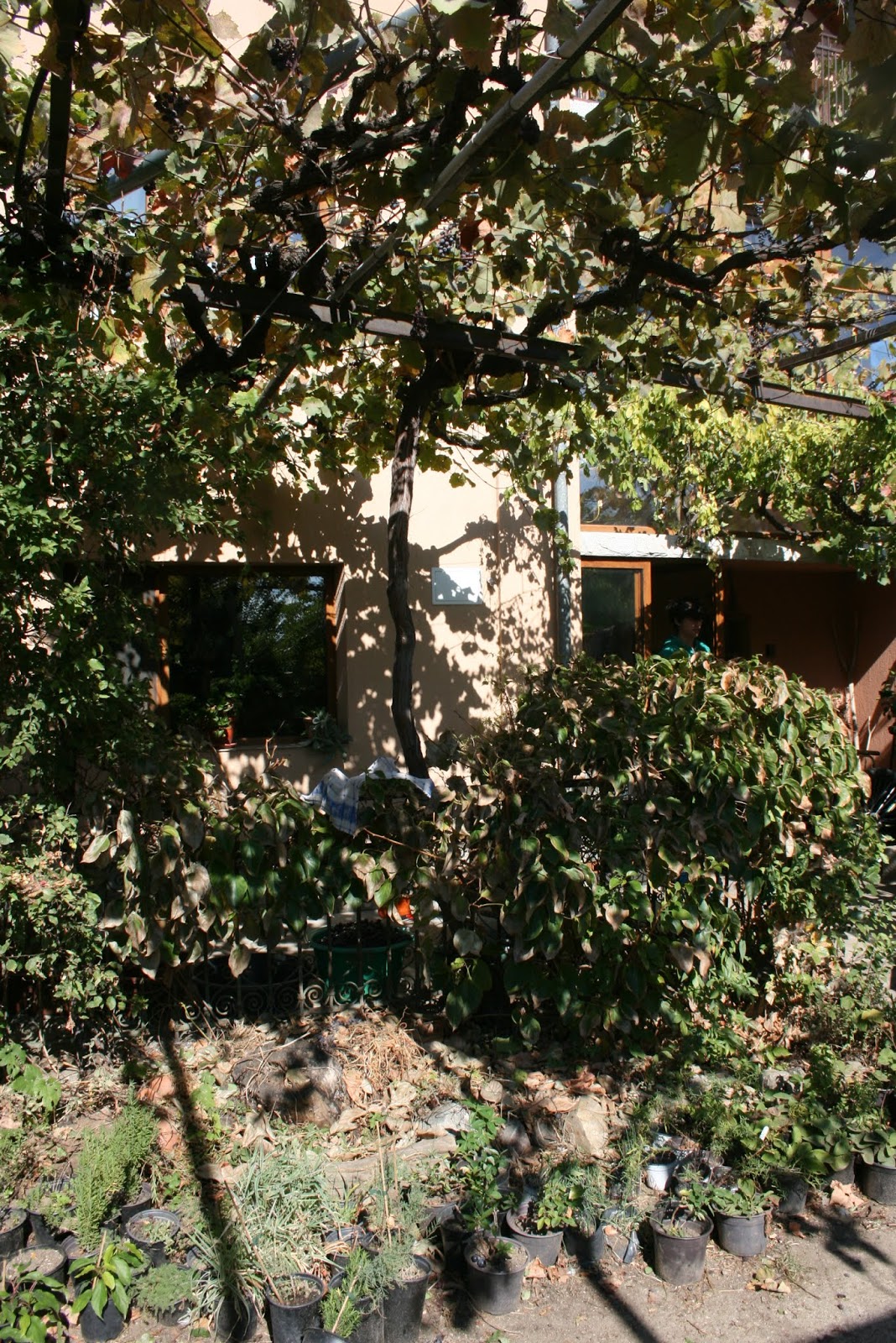 Balkan Ecology Project : The Very Fine Grapevine - The Essential Guide ...