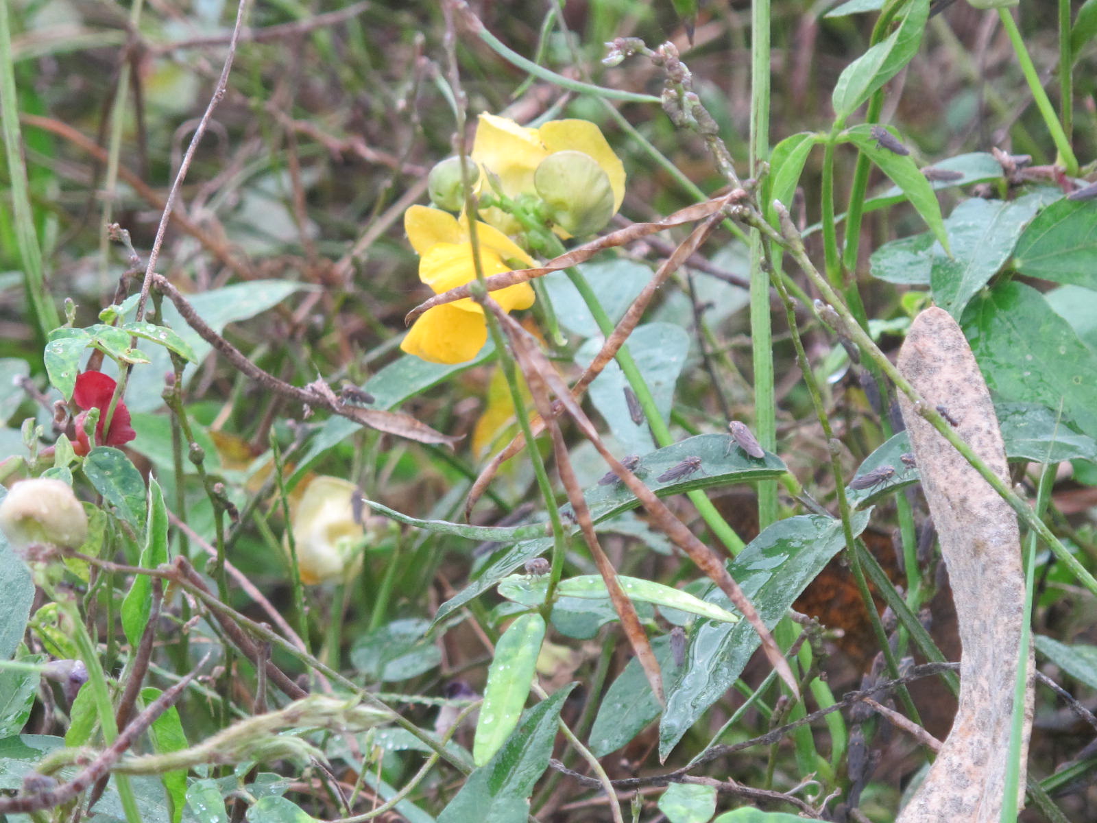 Fabaceae - Leguminosae no Brasil: Fabaceae - Vigna luteola (Jacq.) Benth.