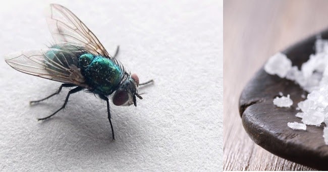 INFO LANGAU DAN GARAM | AKU ANAK PAHANG