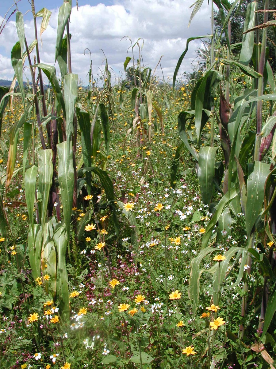 Jehuite: Visitantes florales en plantas arvenses mexicanas