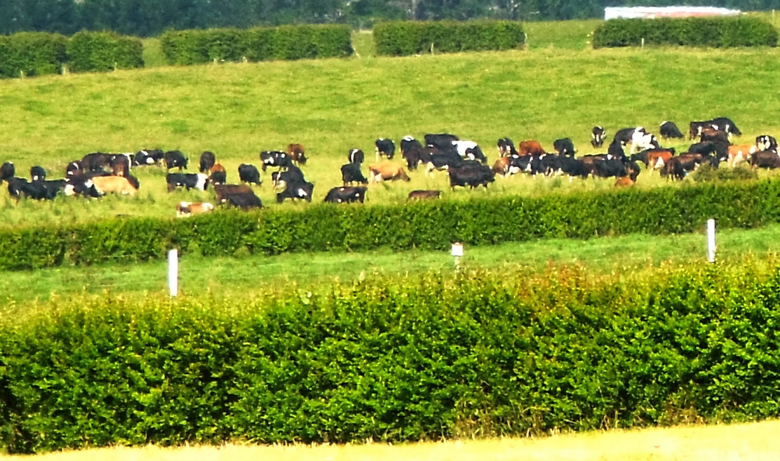 l'avventura grande: The World's Largest Dairy