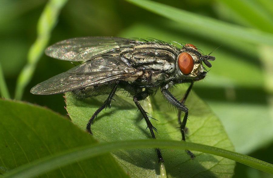 EBartworks: MAS FOTOS DE INSECTOS DE LA PRIMAVERA PASADA