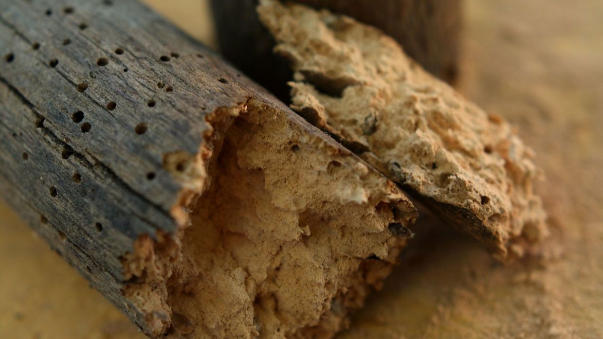 Carcoma en la madera