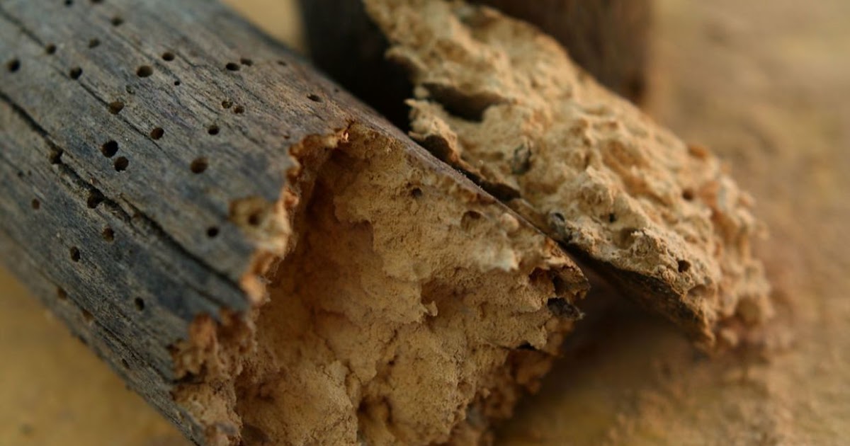 Carcoma en la madera