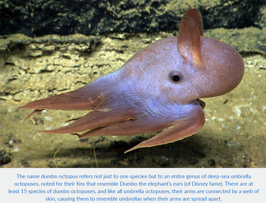 Just Watching the Wheels Go Round: Dumbo Octopus?