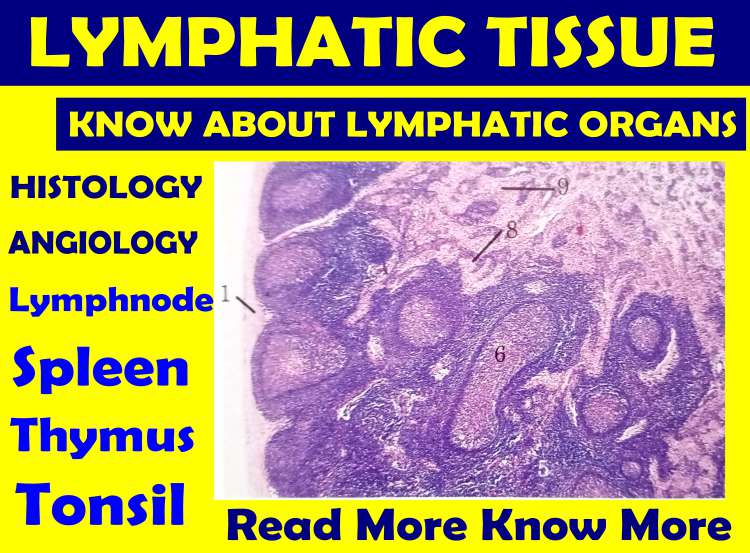Lymphoid Tissue Histology