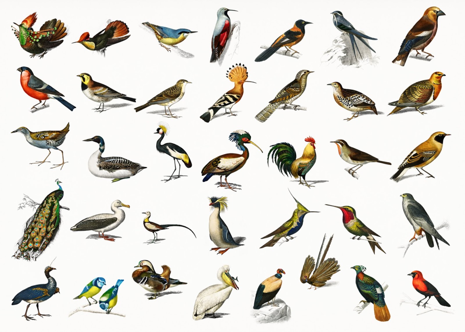 Birds