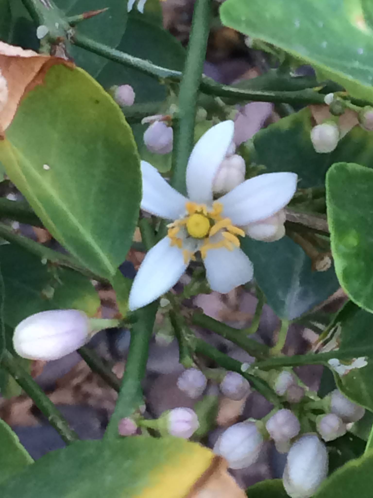 Spring Has Arrived in Arizona