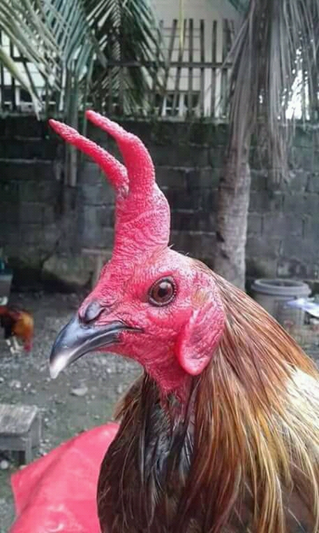 Manfaat memotong jangger ayam jago - IDNFARMERS