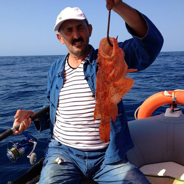 POISSONS DES CÔTES ALGÉRIENNES: LE CHAPON OU GROSSE RASCASSE : PHOTO
