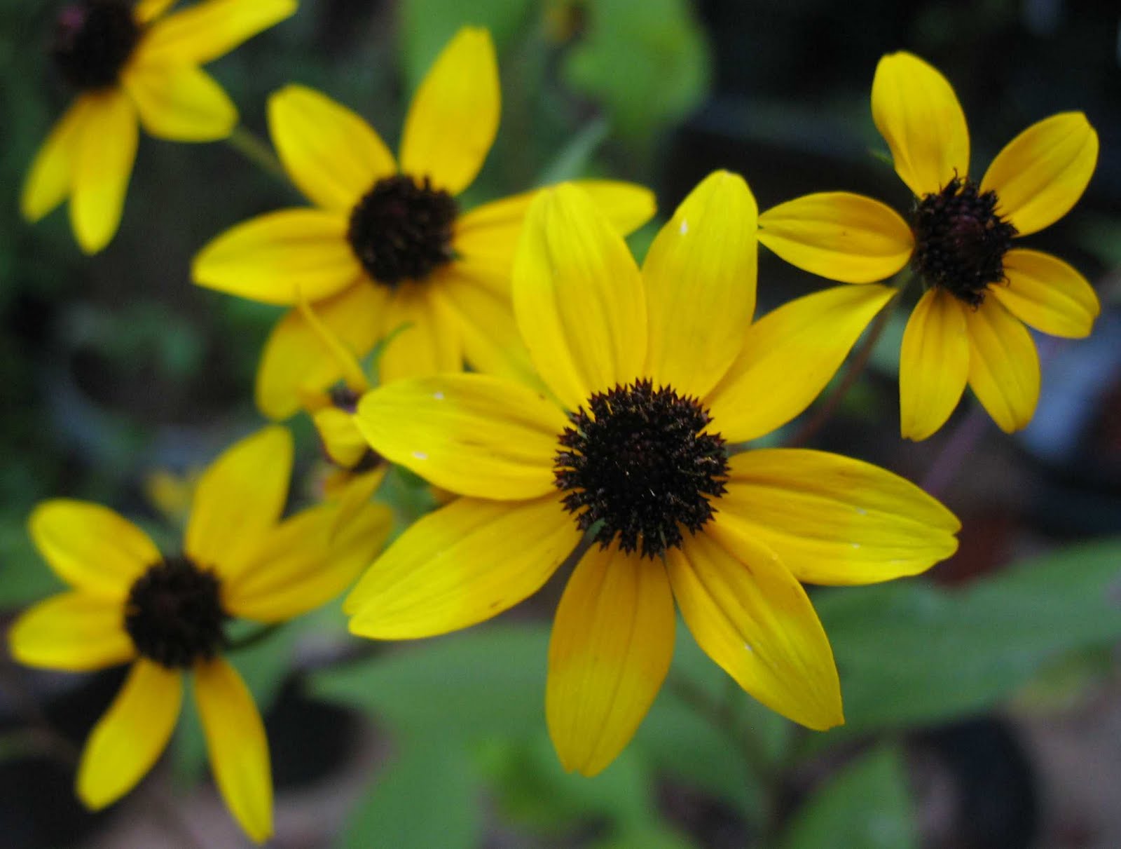 Using Georgia Native Plants: Late Summer Yellows