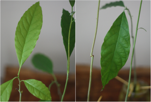 Progress Report: Growing Avocados From the Pit | 17 Apart