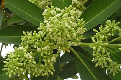 Pulai (Alstonia Scholaris) - Tukang taman Murah