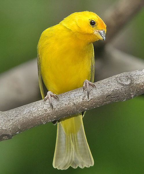 Damien Wallpapers: Beautiful Canary Bird Picture