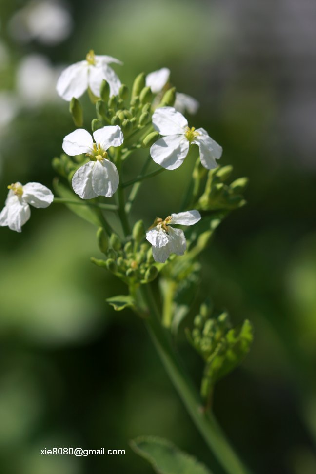 MORFOLOGI TUMBUHAN: SIMETRI BUNGA