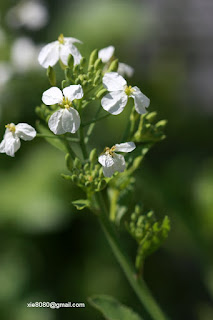 MORFOLOGI TUMBUHAN: SIMETRI BUNGA
