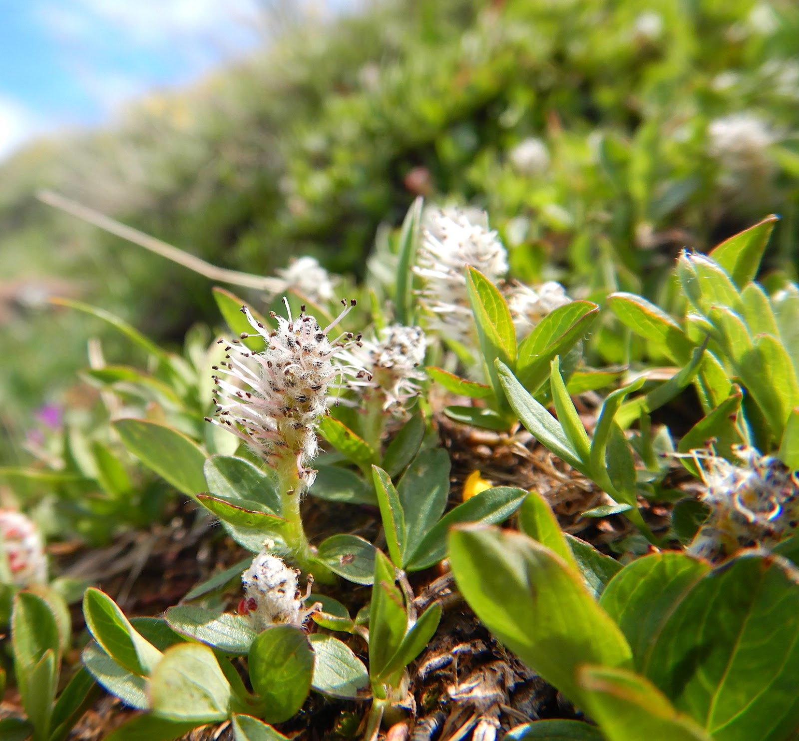 In the Company of Plants and Rocks: Belly Willows