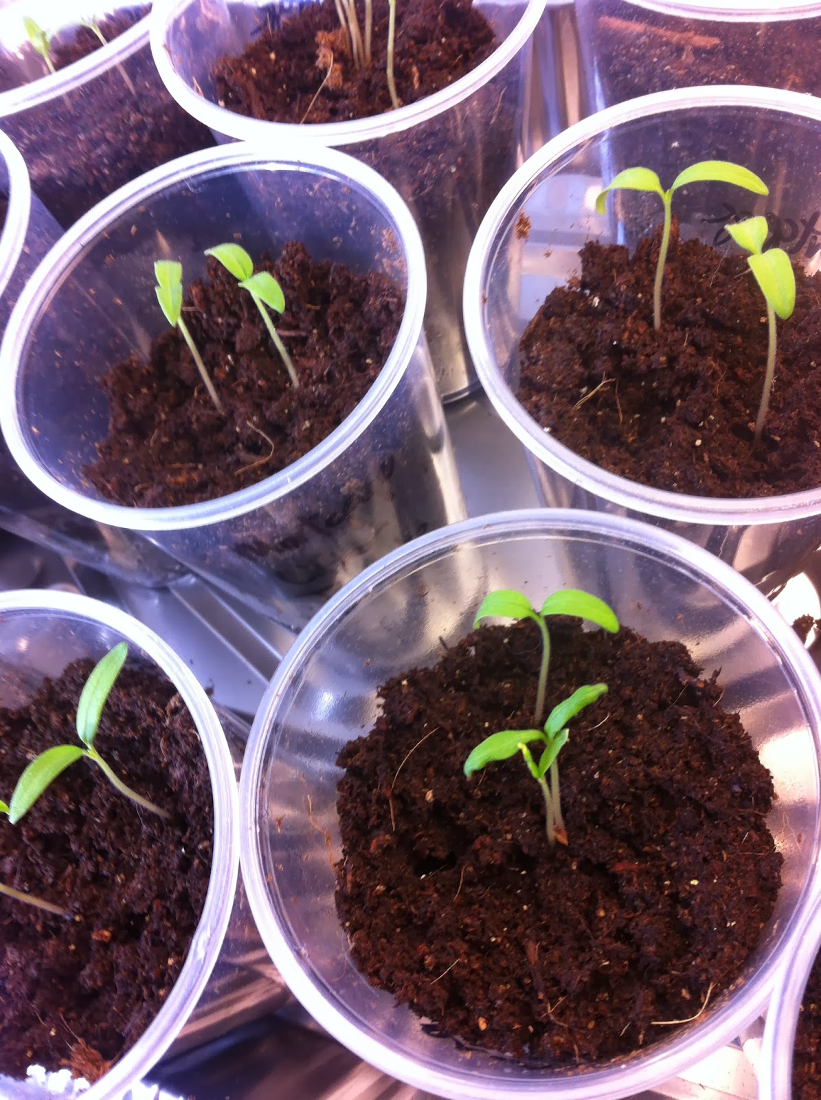 Creating a Suburban Homestead: Germination Updates - Keep Checking Back