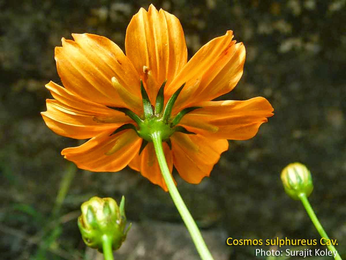 Medicinal Plants: Cosmos sulphureus, Yellow Cosmos, Sulphur Cosmos