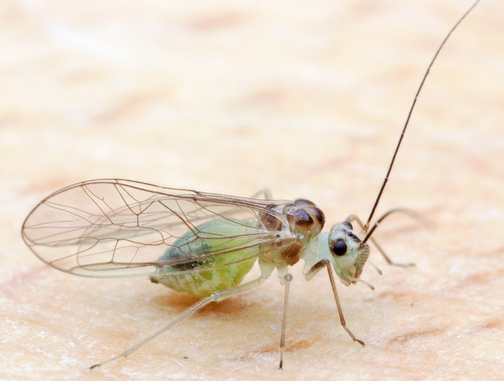 JJ's Photographic nature blog: A sting in the tail...