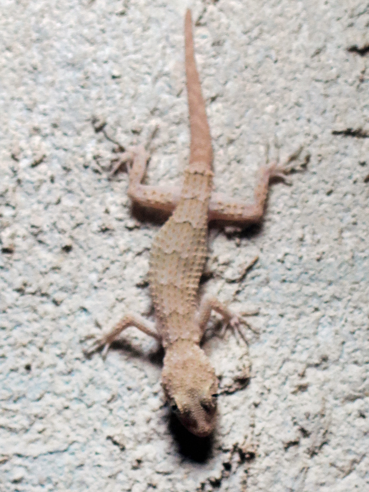 The Adventures of C. M. Kosemen: Encounters with Mediterranean Geckos